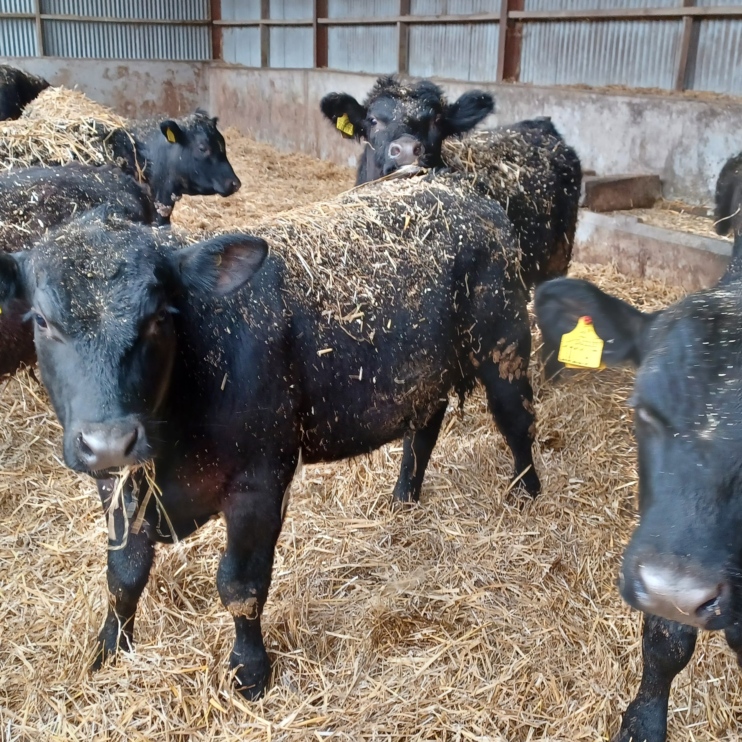 Looking For Pastures New - Alan Gray Cattle Sales and Livestock