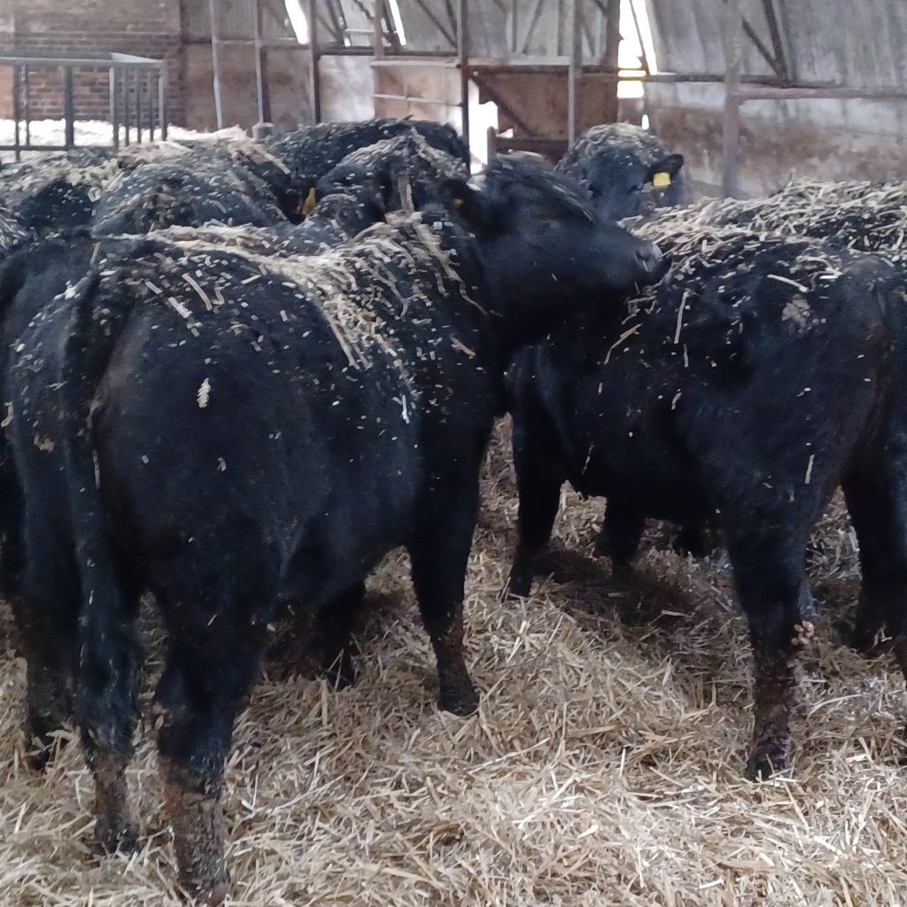 Looking For Pastures New - Alan Gray Cattle Sales and Livestock