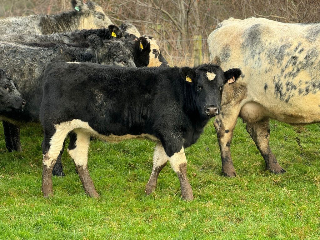For Sale - Alan Gray Cattle Sales and Livestock