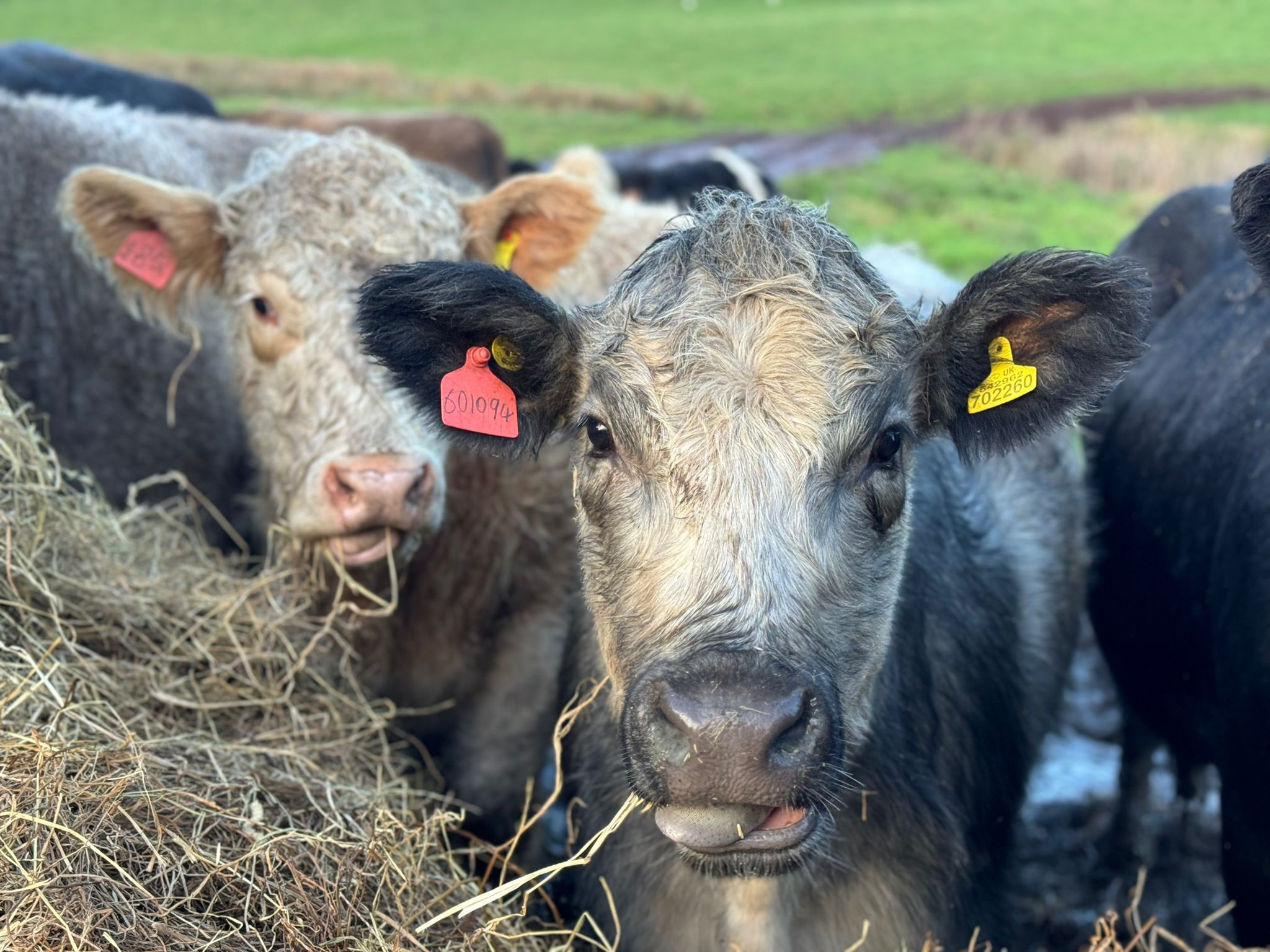 For Sale - Alan Gray Cattle Sales and Livestock