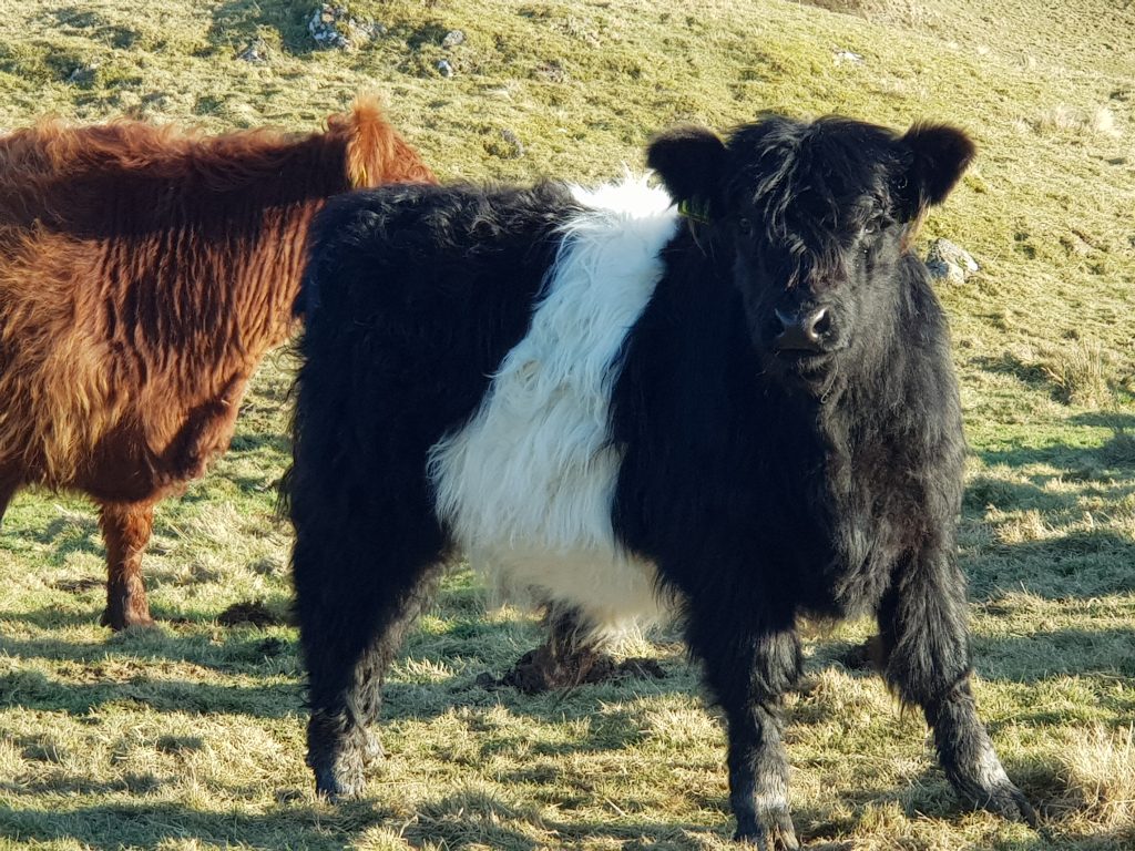 For Sale - Alan Gray Cattle Sales and Livestock
