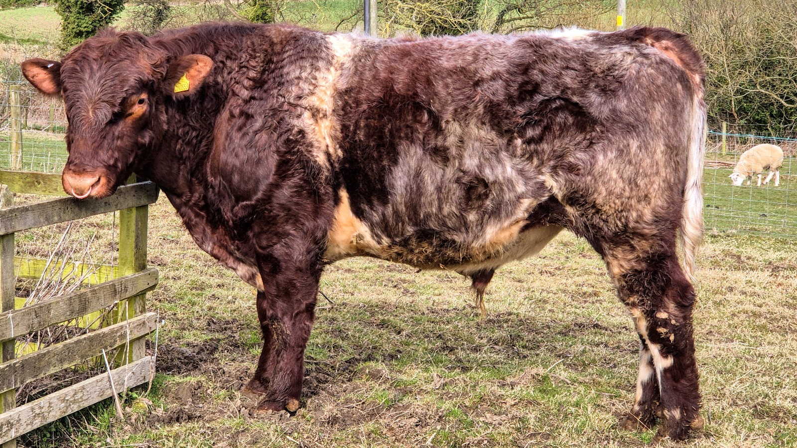 For Sale - Alan Gray Cattle Sales and Livestock