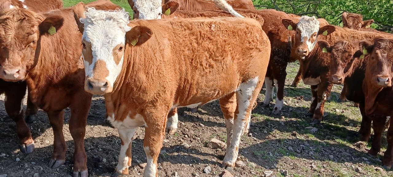 For sale - Alan Gray Cattle Sales and Livestock
