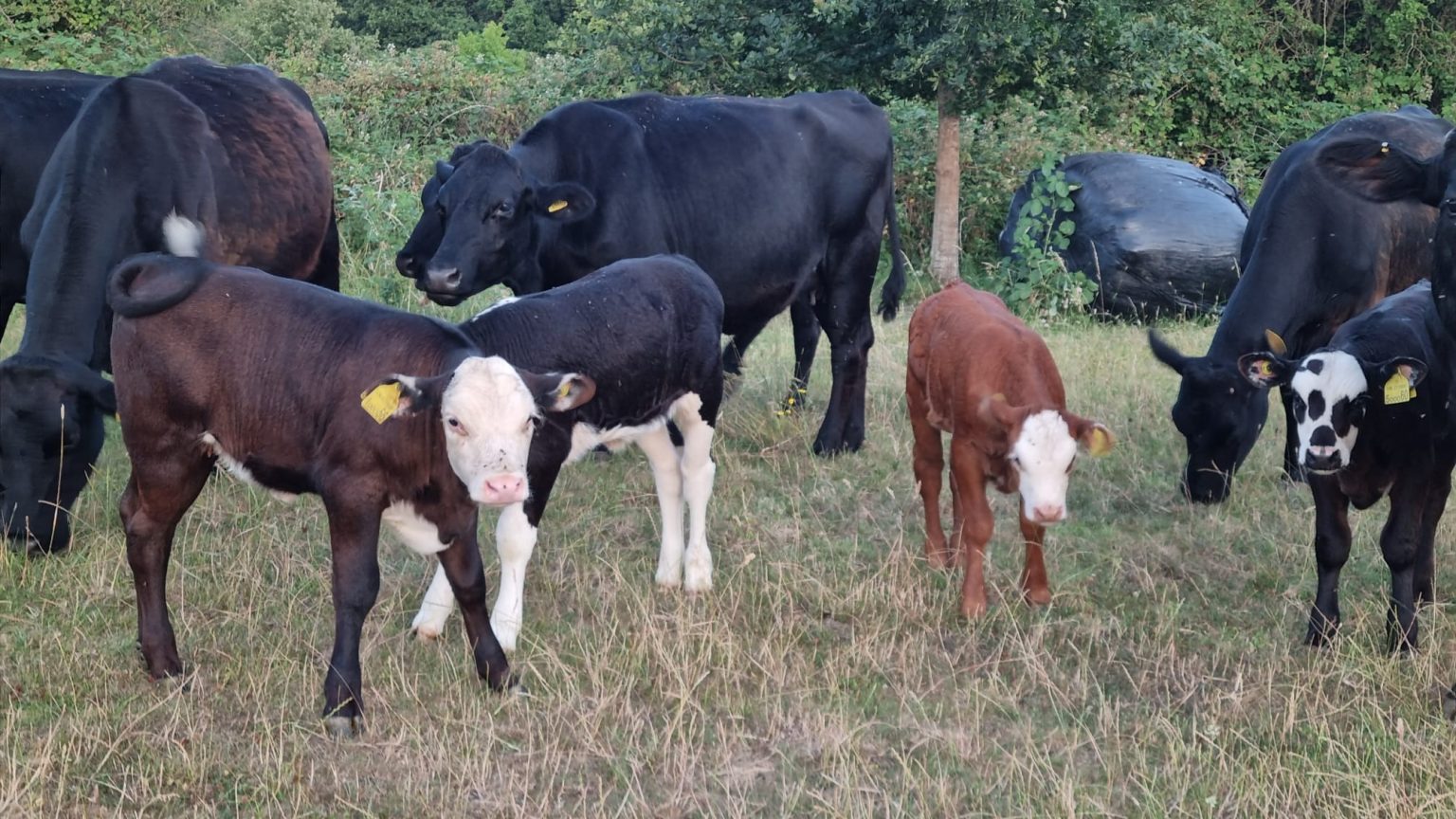 For Sale - Alan Gray Cattle Sales and Livestock