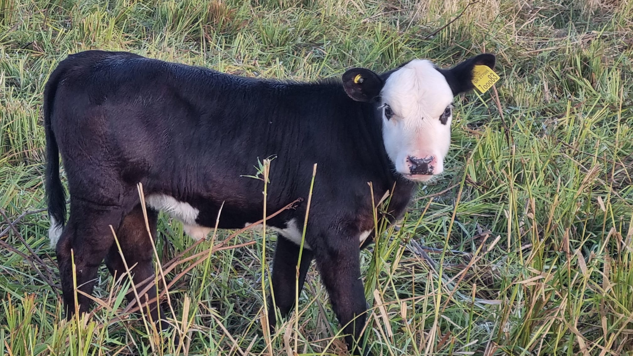 For Sale - Alan Gray Cattle Sales and Livestock